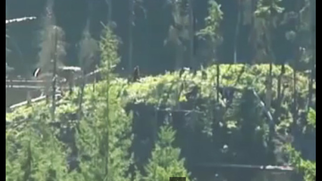 New Sasquatch video claims sighting in Canada | KIRO-TV