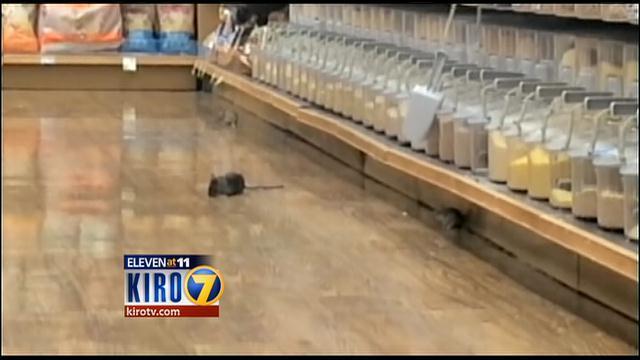 Rats captured on video in Seattle grocery store | KIRO-TV