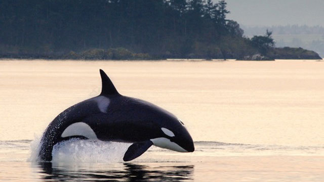Transient orcas visiting northwest waters in record number | KIRO-TV