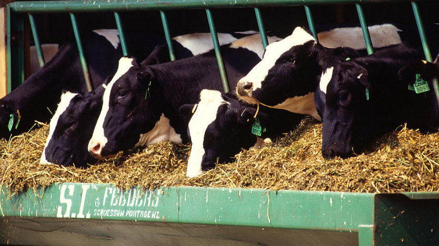 Officials say the more than 1,800 dairy cows that died in a blizzard in ...