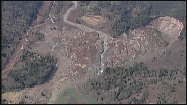 Tree that withstood Oso slide comes down | KIRO-TV