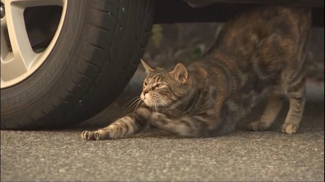 Beheaded kitten found in Lacey brings mutilated cat total to 8 | KIRO-TV