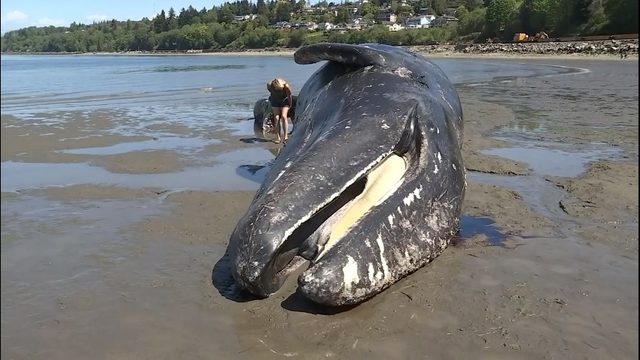 13th dead gray whale washes up on Washington shores; scientists say ...