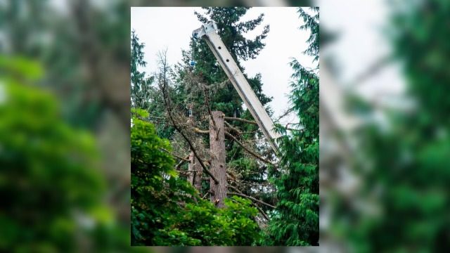 Man felling tree in Lakewood killed when top half of 90-foot tree pins ...